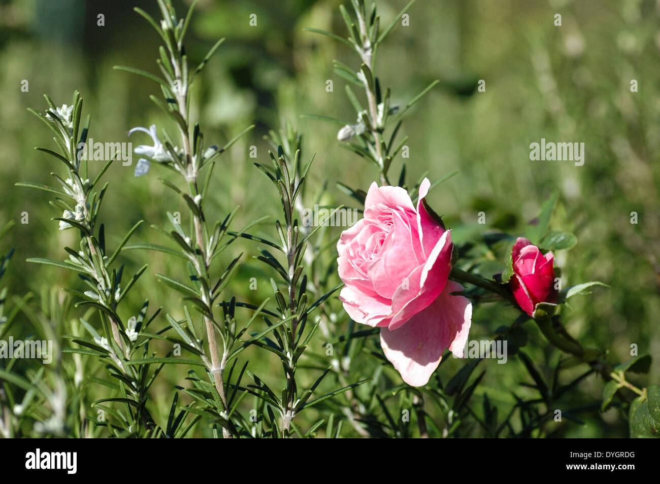 Pink rose (Rosa) in front of a rosemary (Rosmarinus officinalis) bush ...