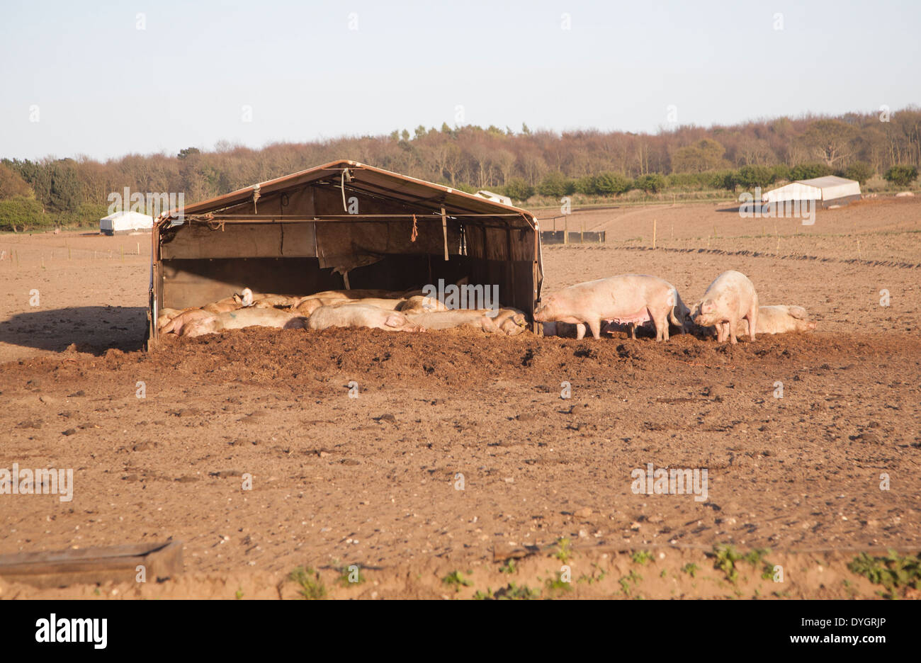 Pig farming hi-res stock photography and images - Alamy