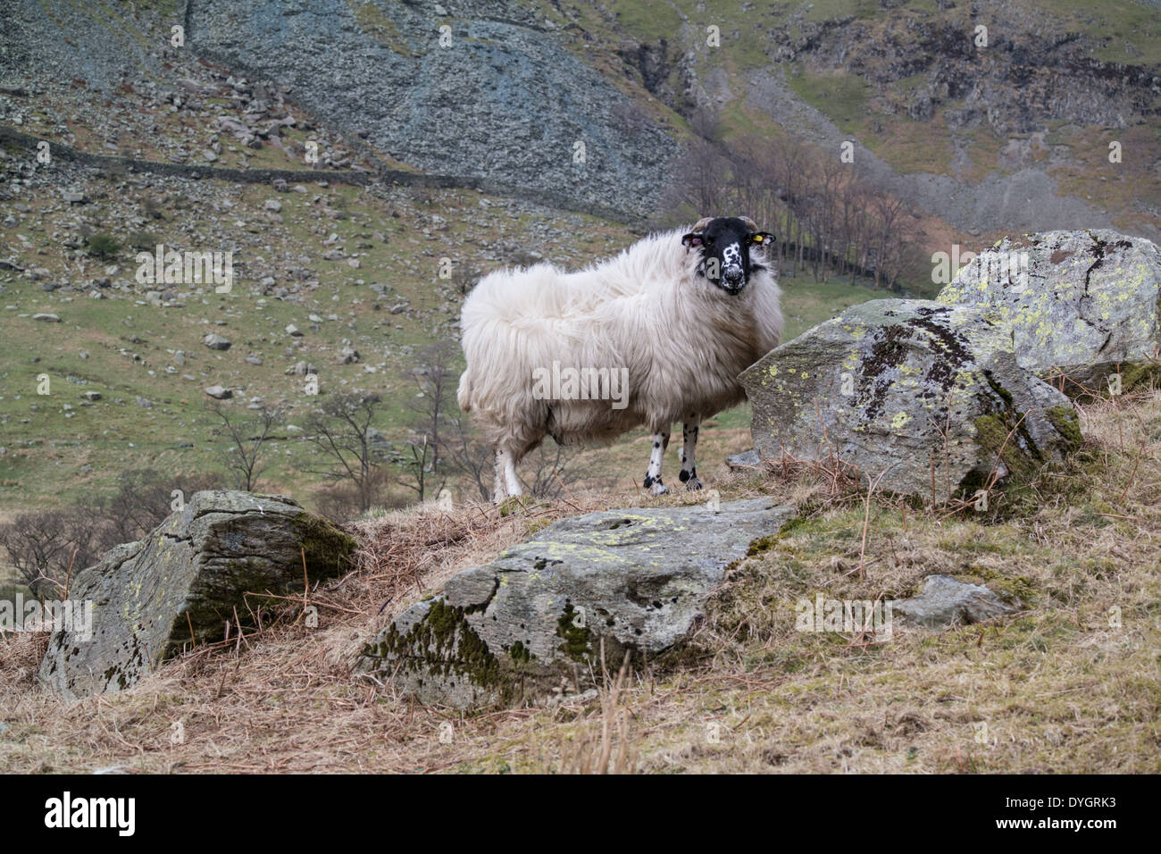 Kentmere valley in the Lake district national park Stock Photo - Alamy