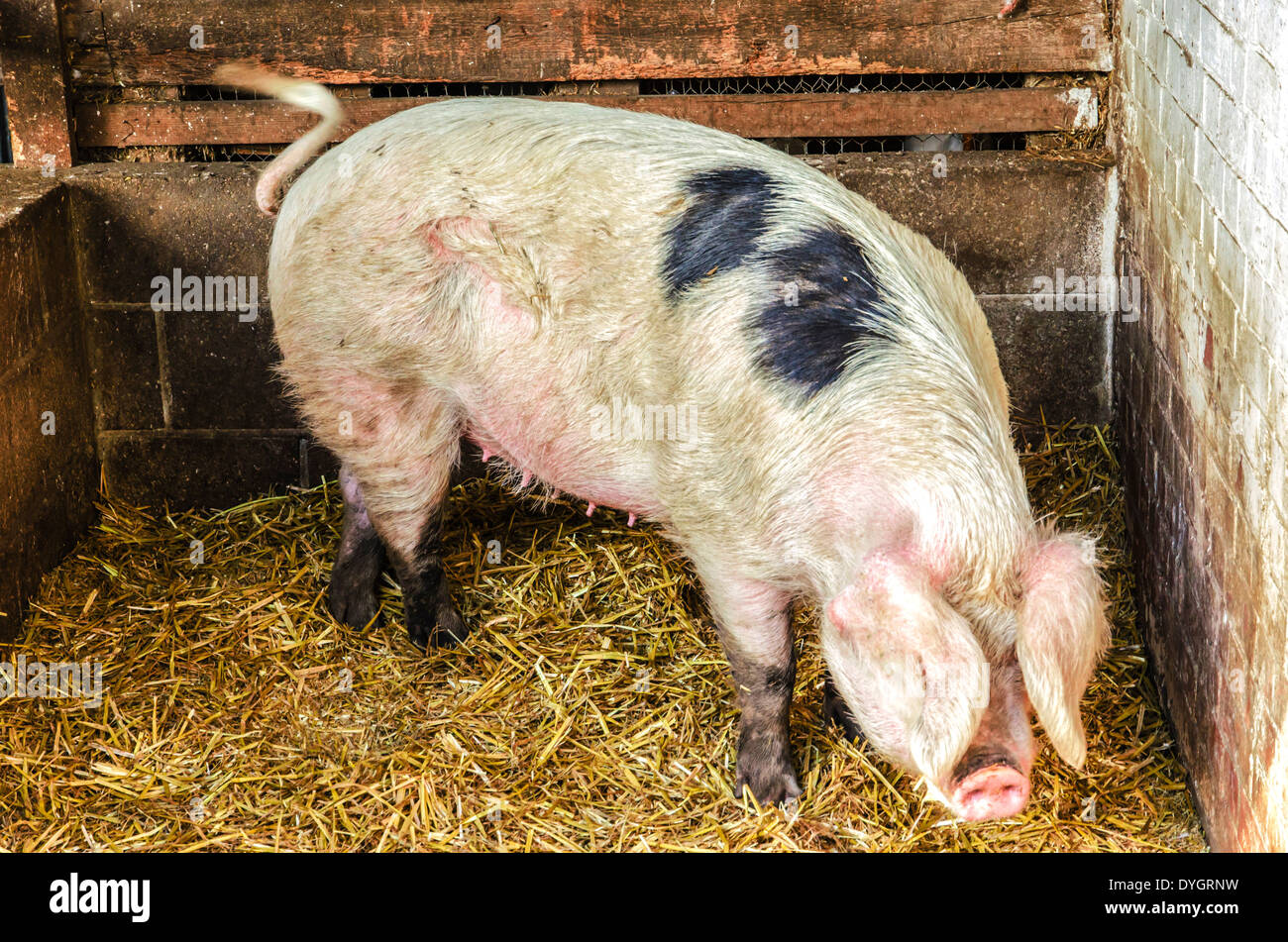 Pig in hay hi-res stock photography and images - Alamy