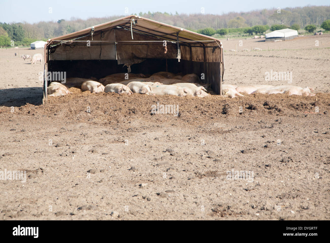 Suffolk Farm High Resolution Stock Photography and Images - Alamy