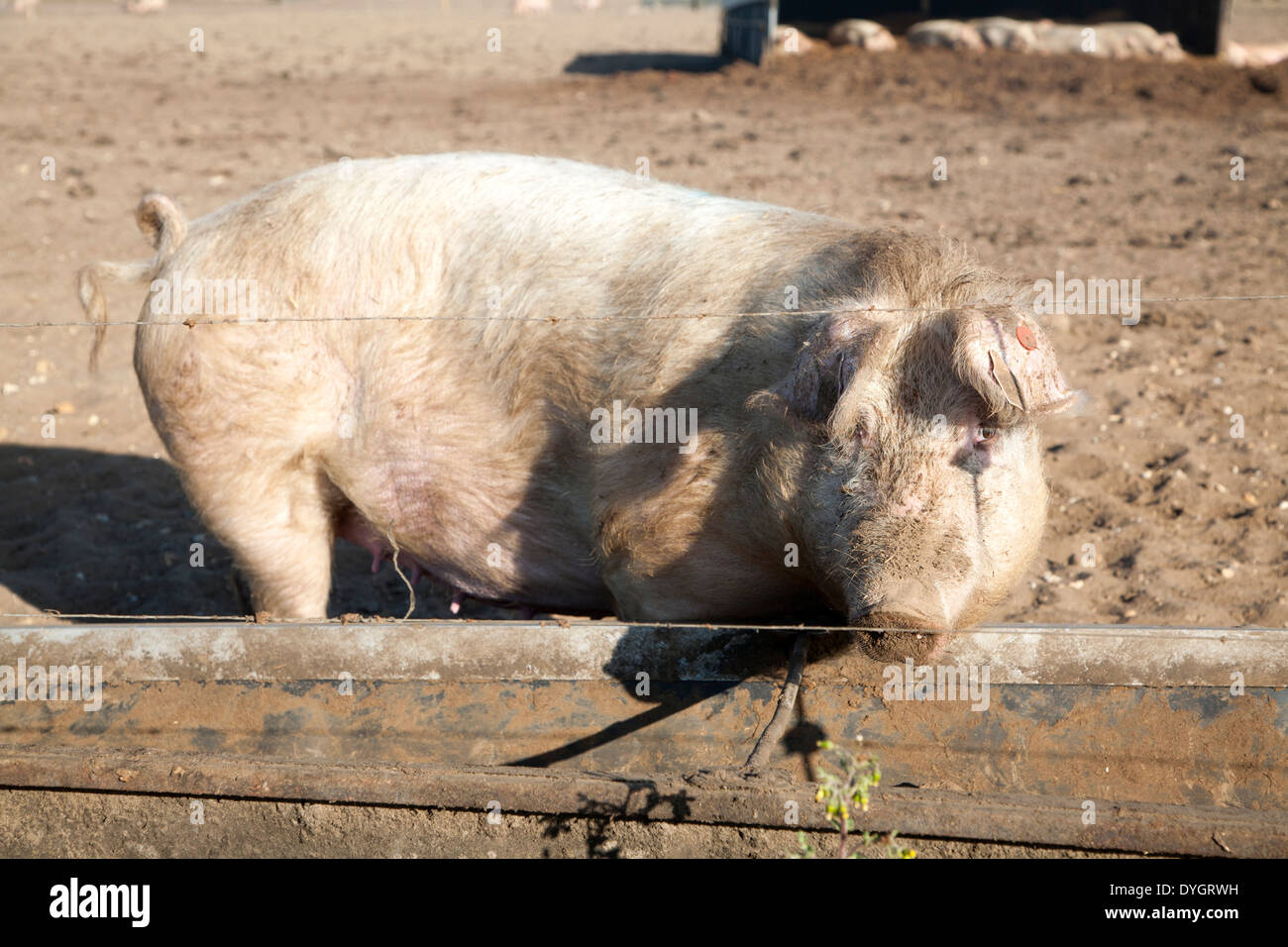 Outdoor free range pig farming, Wantisden, Suffolk, England Stock Photo ...