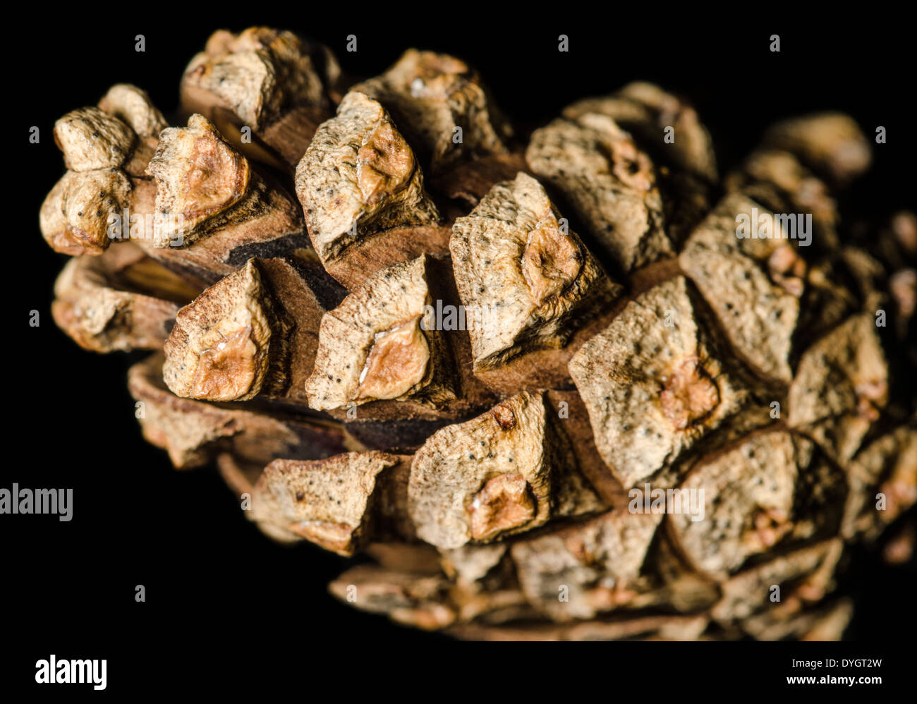 Conifer cone hi-res stock photography and images - Alamy