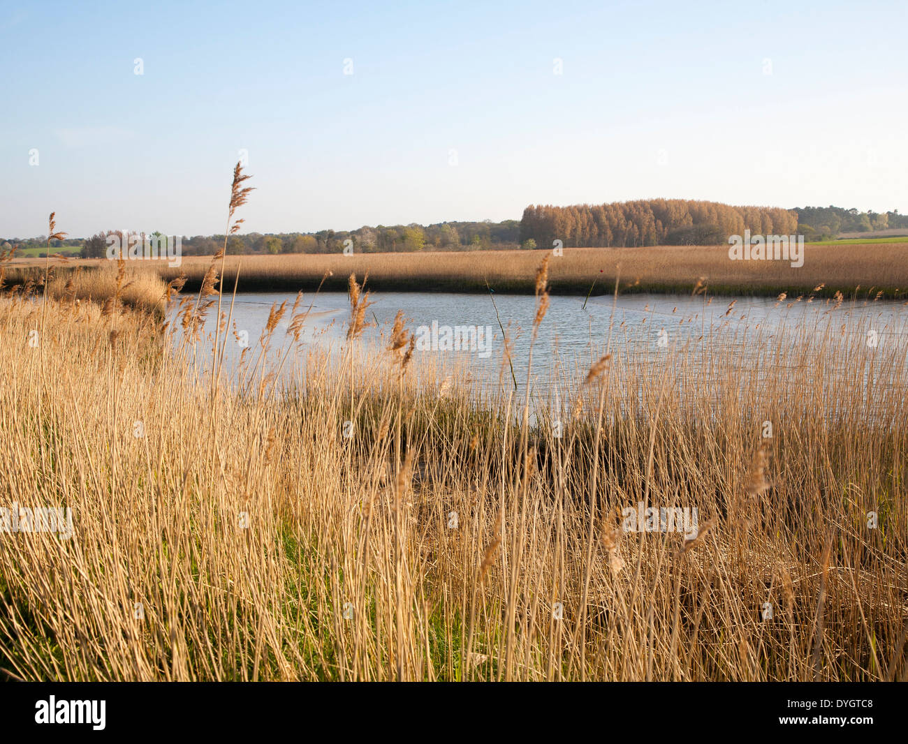 Reeds growing on the tidal estuary of the River Alde at Snape, Suffolk ...