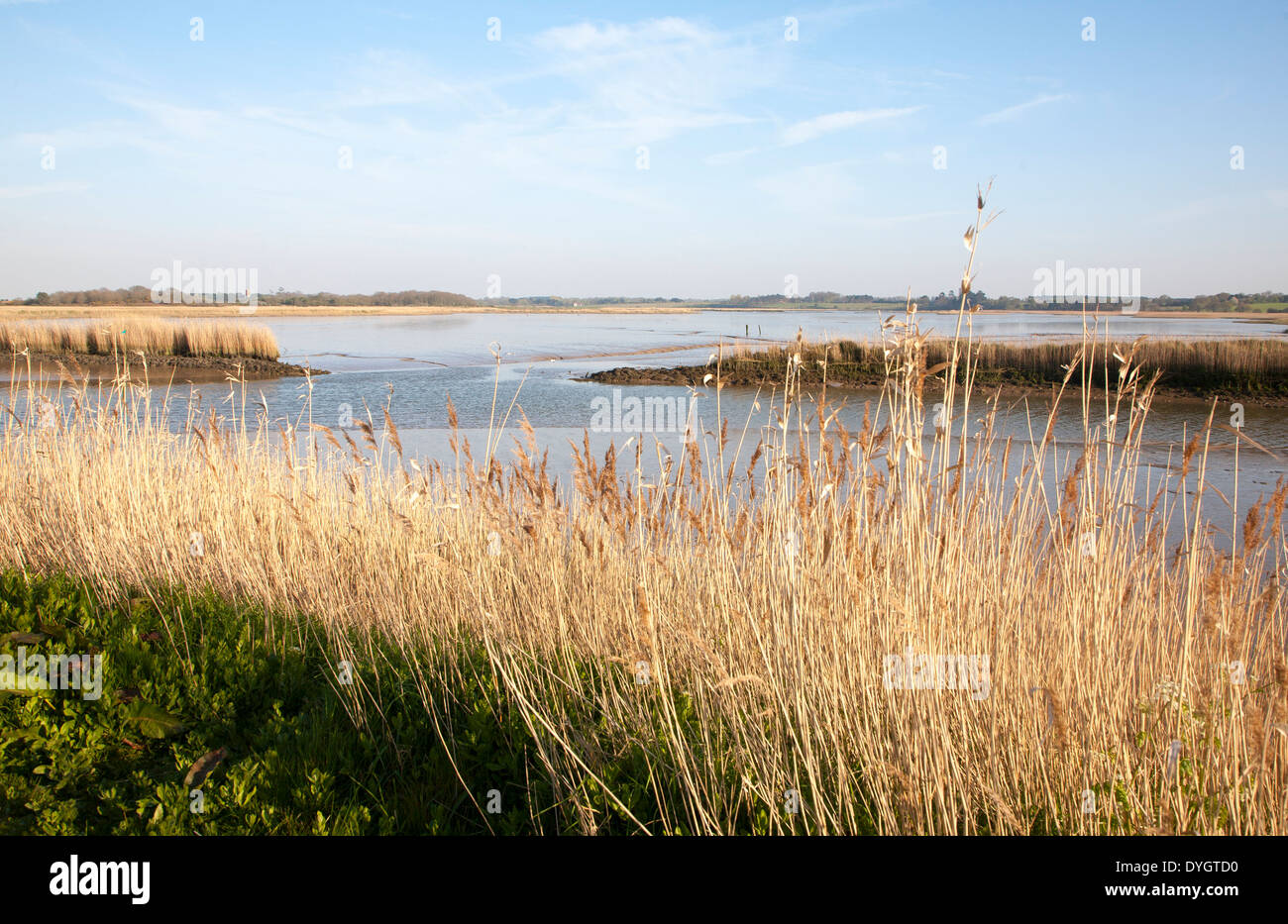 Reeds growing on the tidal estuary of the River Alde at Snape, Suffolk ...