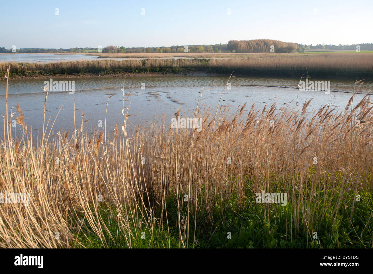 Reeds growing on the tidal estuary of the River Alde at Snape, Suffolk ...