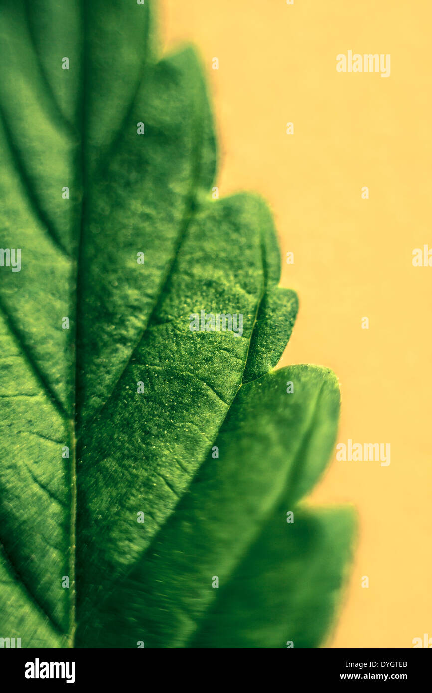 Cannabis indica leaf hi-res stock photography and images - Alamy