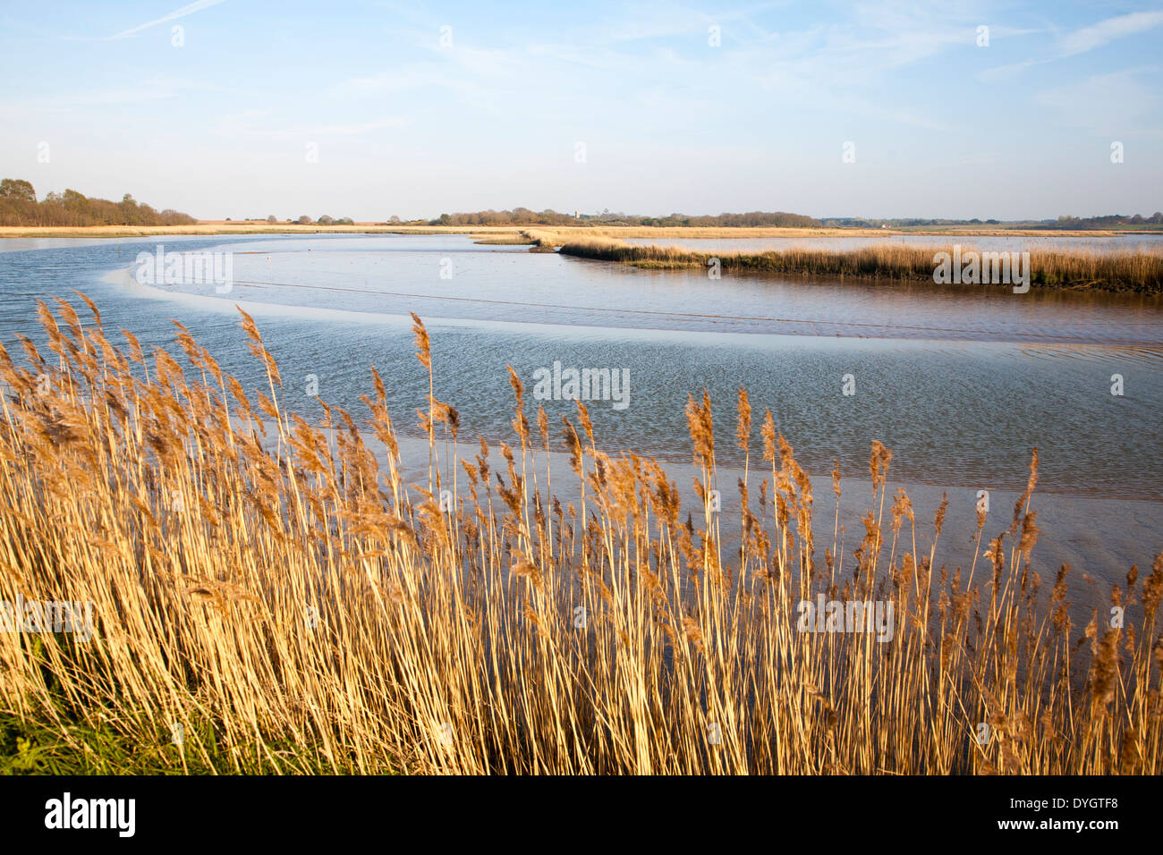 Reeds growing on the tidal estuary of the River Alde at Snape, Suffolk ...