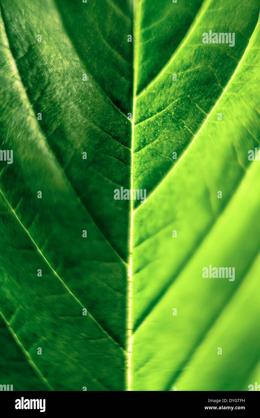 Macro of green Cannabis leaf Stock Photo - Alamy