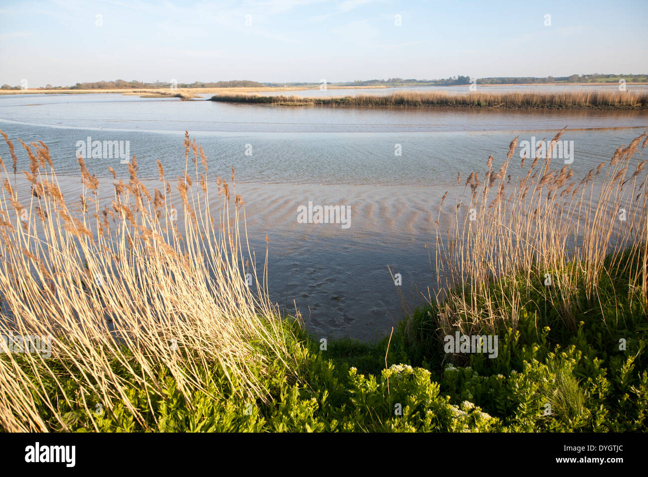 Reeds growing on the tidal estuary of the River Alde at Snape, Suffolk ...