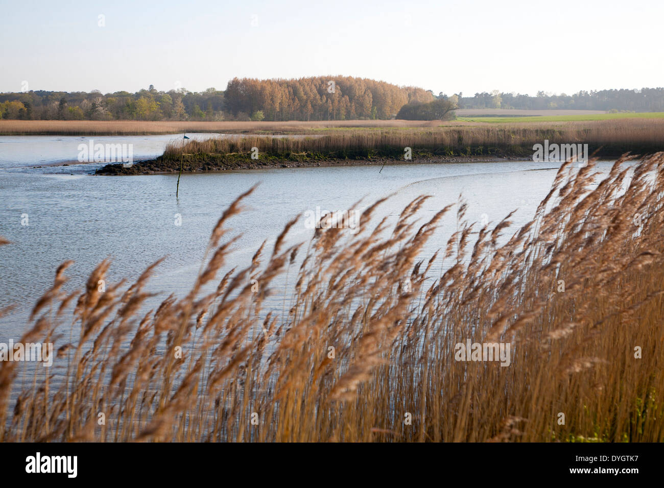 Reeds growing on the tidal estuary of the River Alde at Snape, Suffolk ...