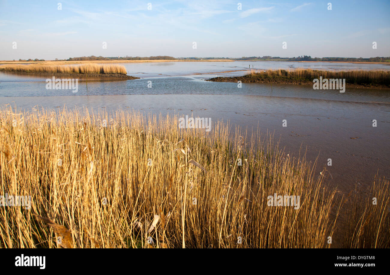 Reeds growing on the tidal estuary of the River Alde at Snape, Suffolk ...