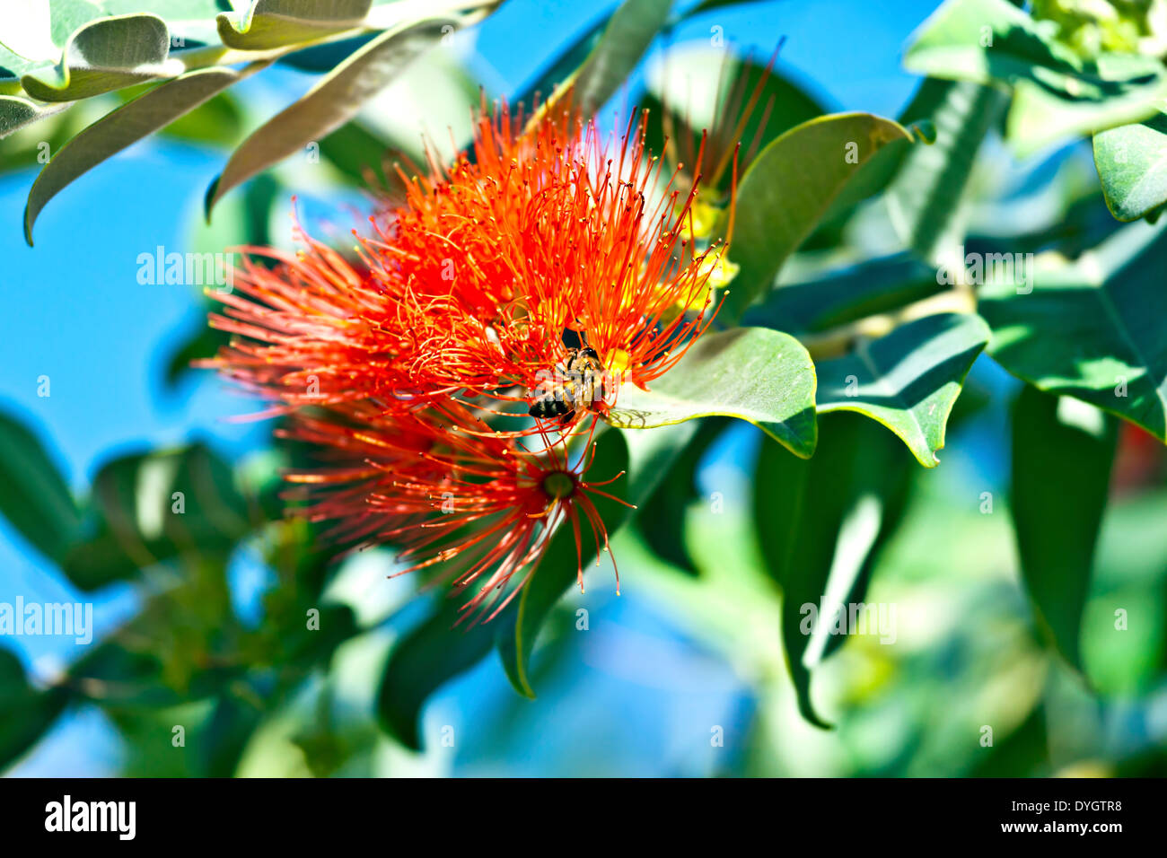 Orange bottle brush tree - Callistemon citrinus Stock Photo - Alamy
