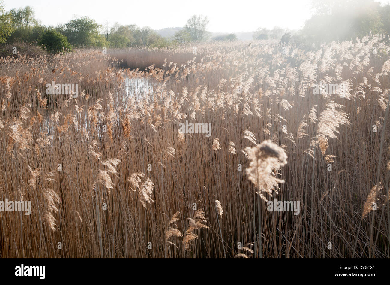 Reed beds on the River Alde, Snape, Suffolk, England Stock Photo - Alamy