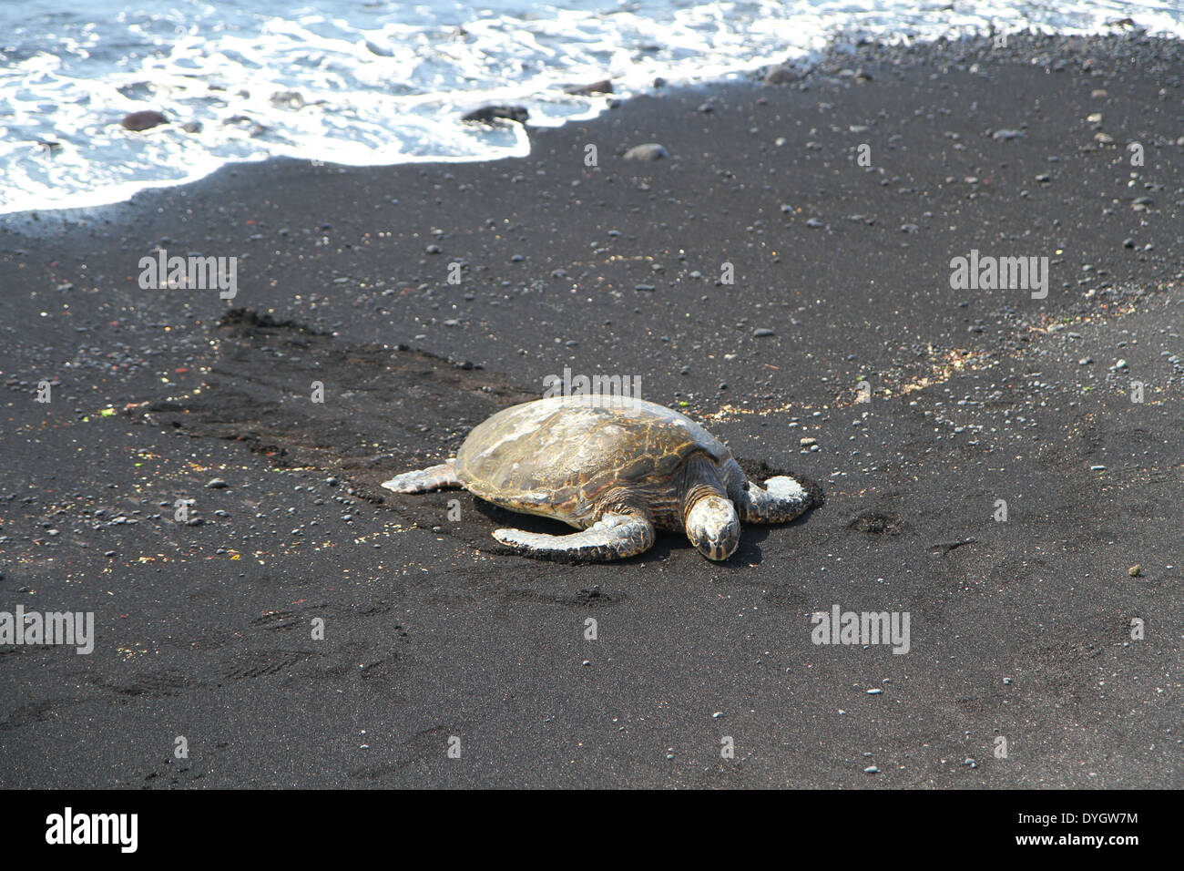 Home turtles hi-res stock photography and images - Alamy