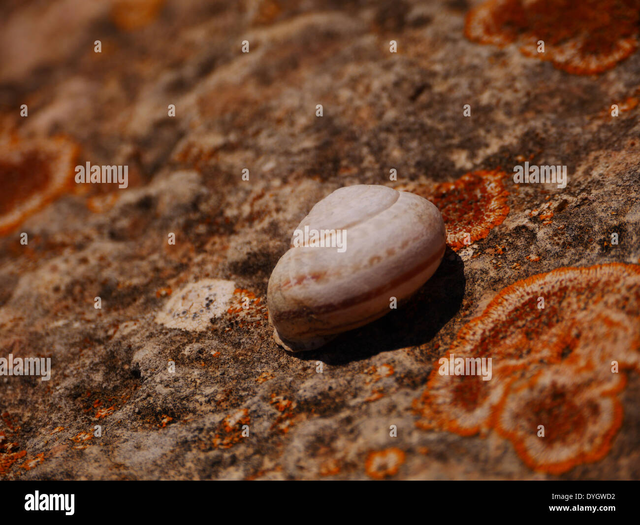 Sicily animals hi-res stock photography and images - Alamy