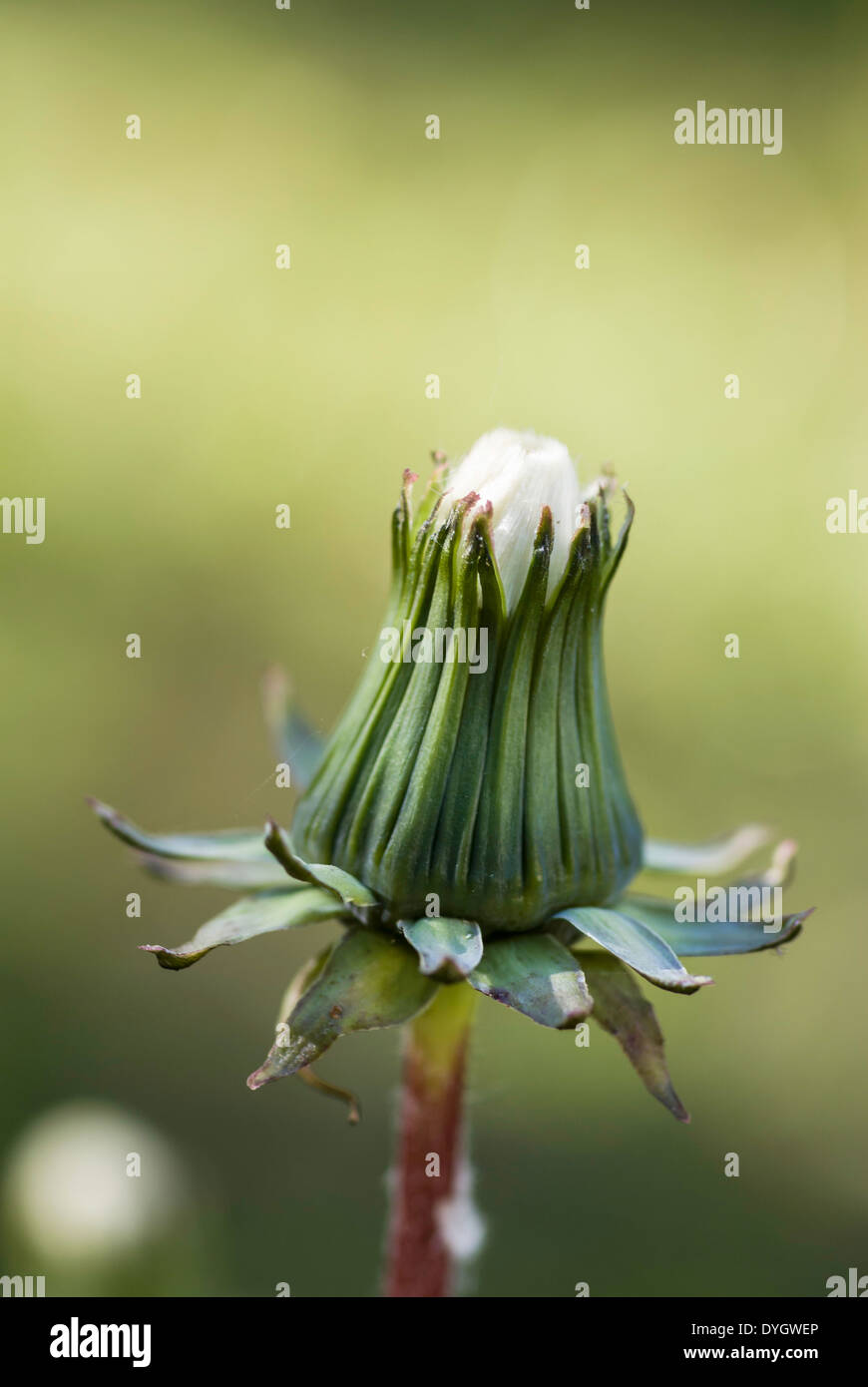 closed dandelion inflorescence structure detail - soft de focused green ...