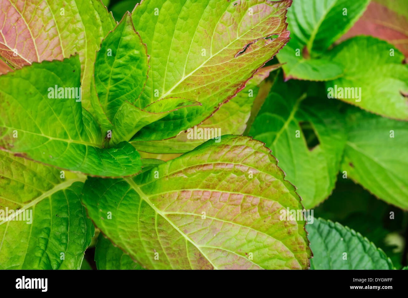 Hortensia hydrangea leaves detail hi-res stock photography and images ...