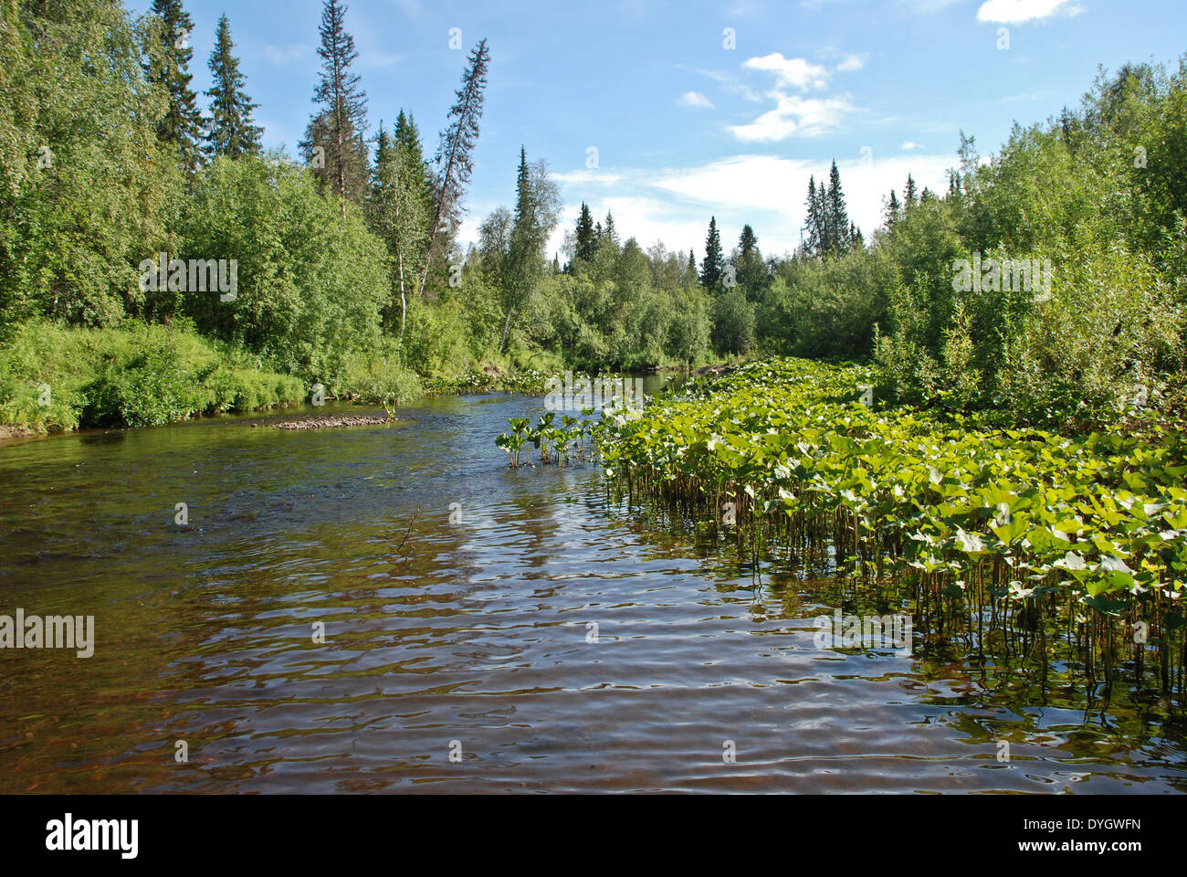 River in the forests of the Komi Republic. Vegetation in the riverbed ...