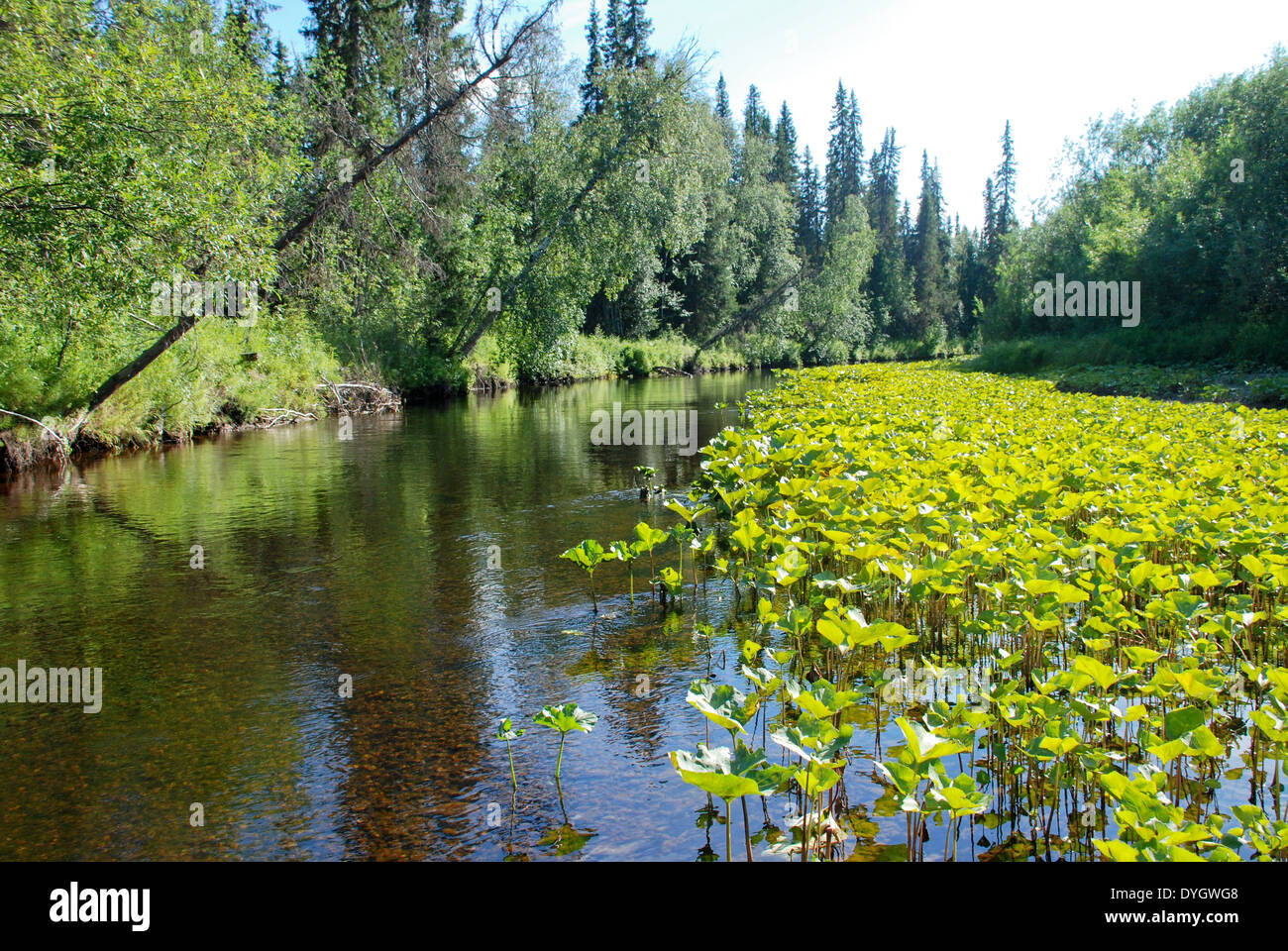 River in the forests of the Komi Republic. Vegetation in the riverbed ...