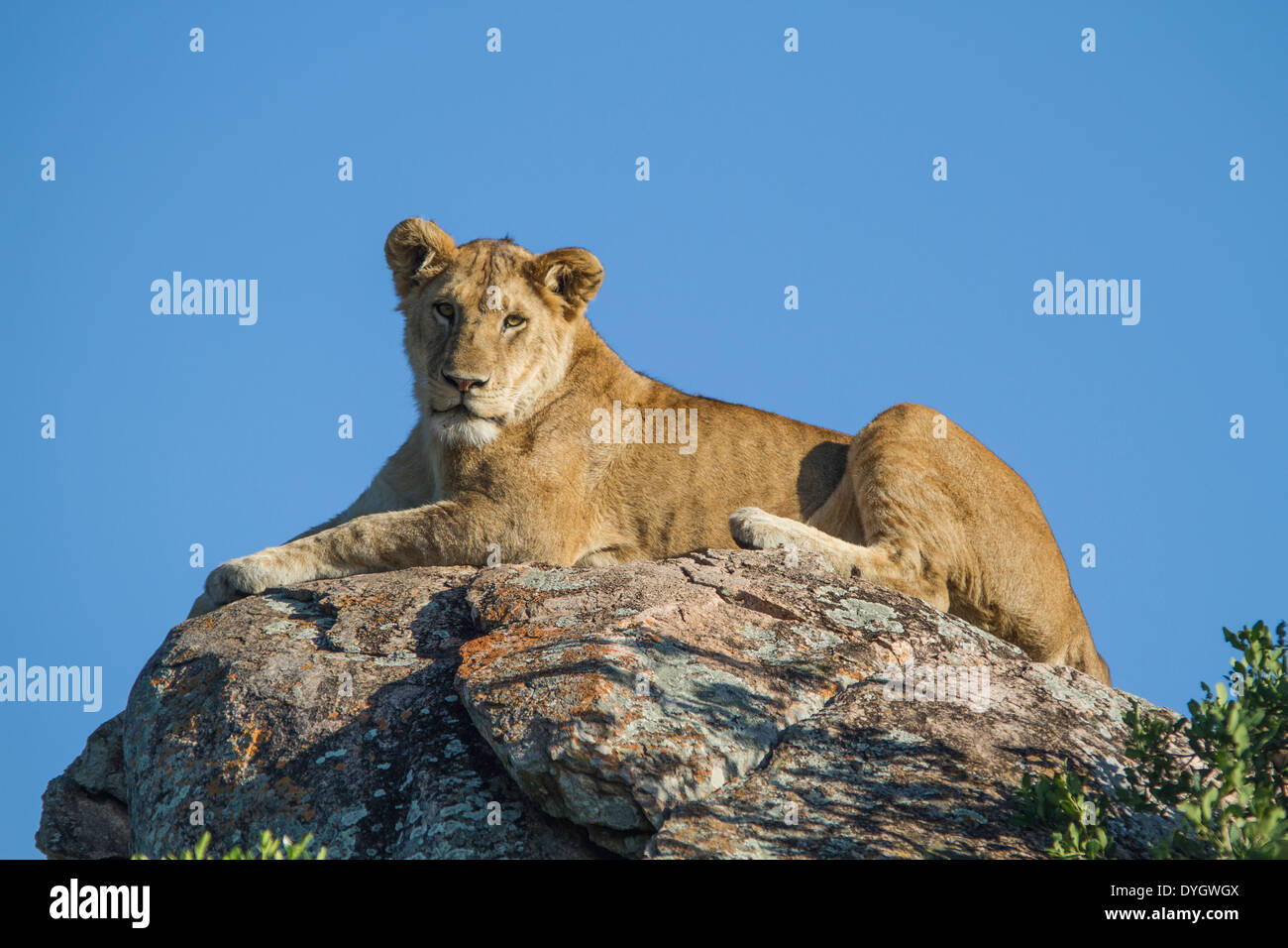 Lion lying on rock with blue sky behind Stock Photo - Alamy