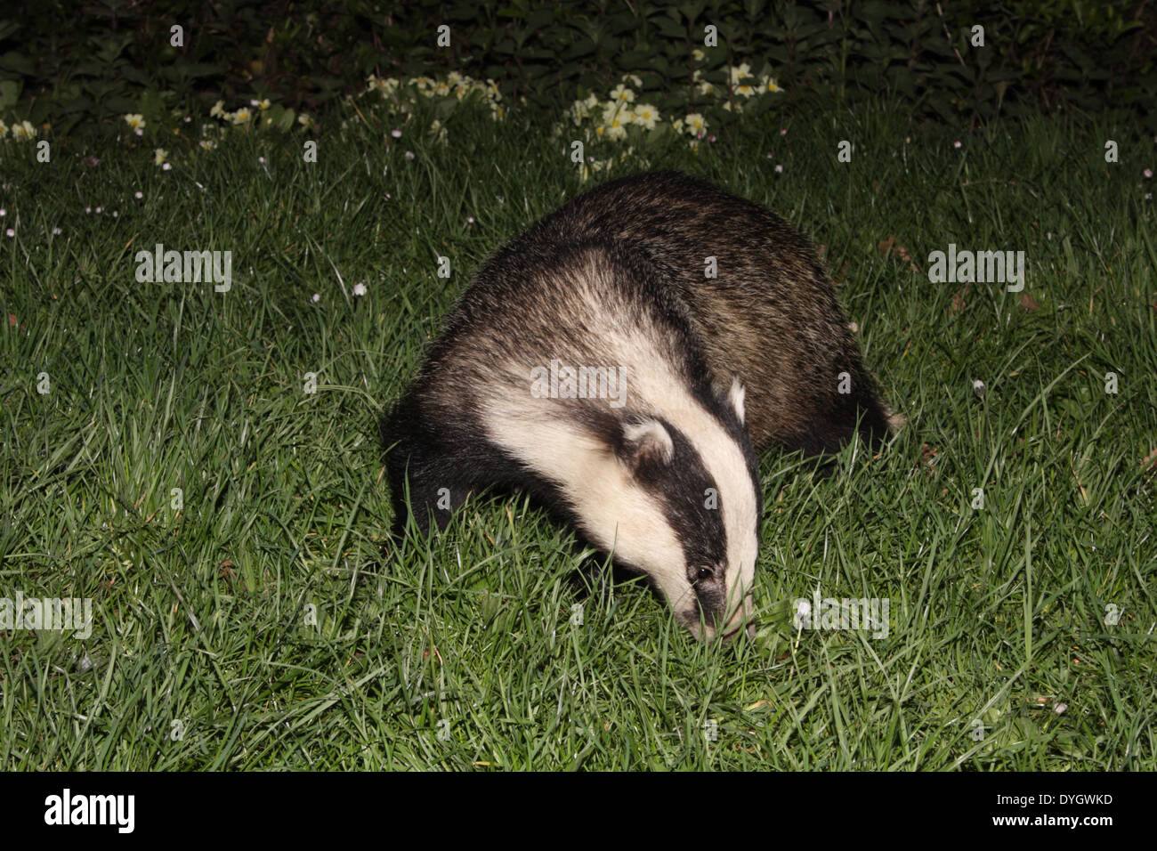 Eurasian badger meles meles Stock Photo - Alamy
