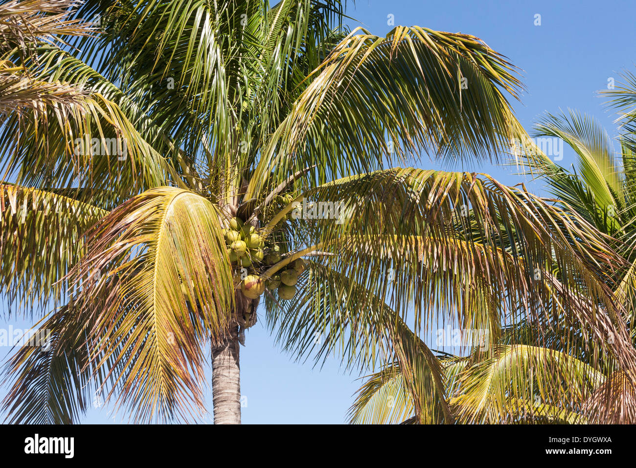 Coconut Palm Tree, Florida Stock Photo - Alamy