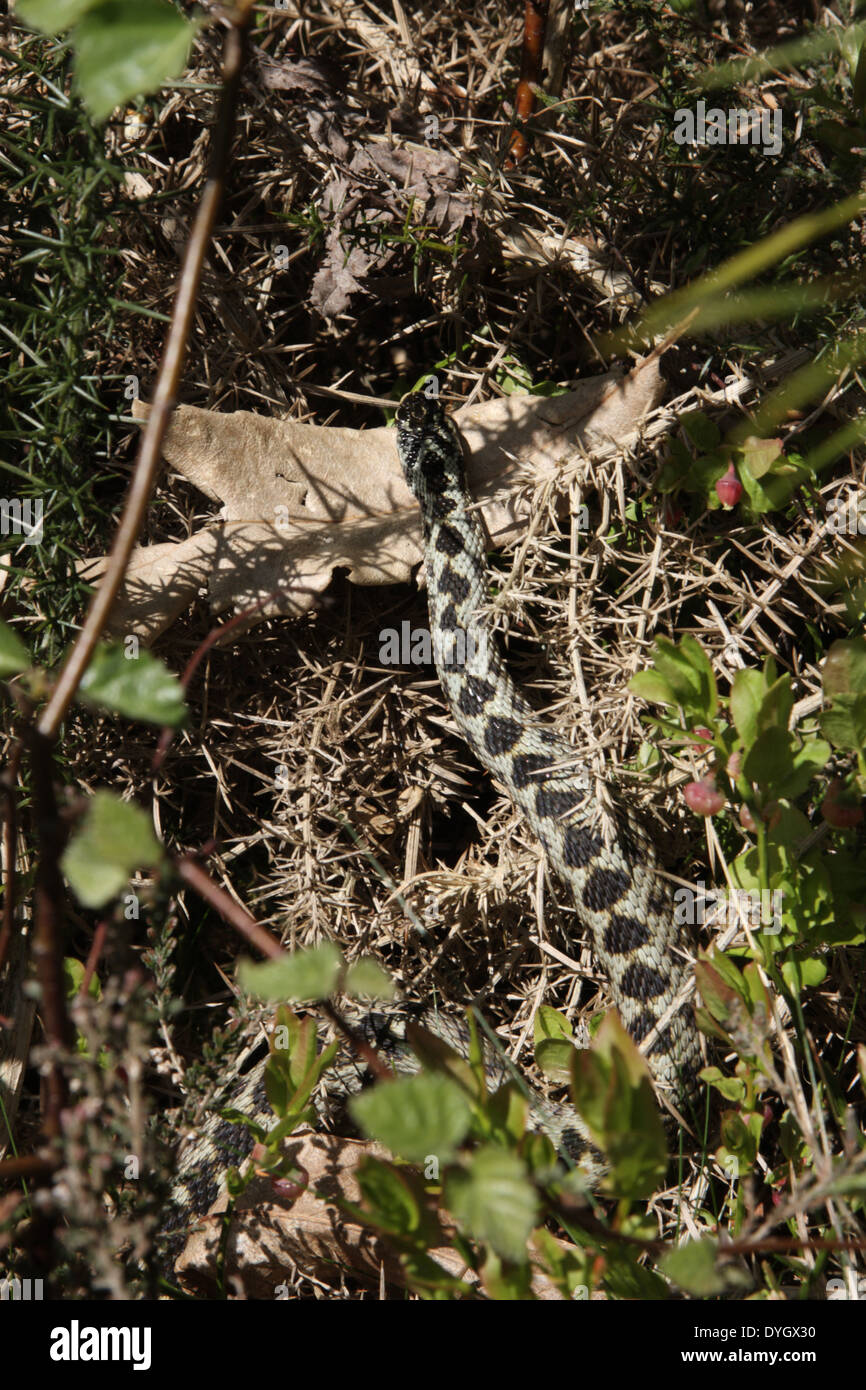 Adder basking hi-res stock photography and images - Alamy