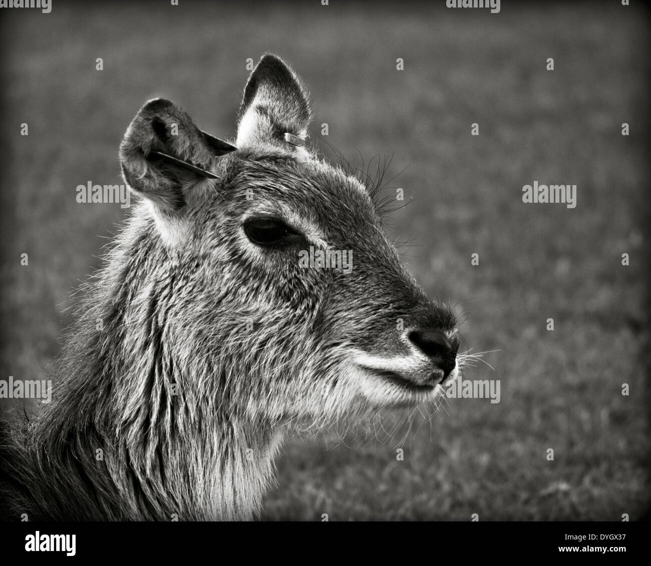 doe a deer Stock Photo - Alamy