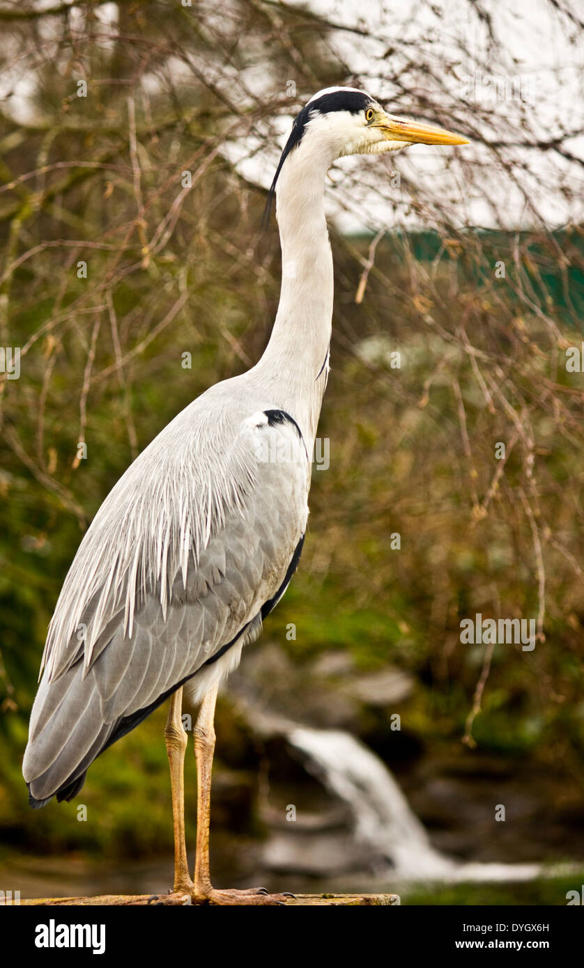 Herron hi-res stock photography and images - Alamy