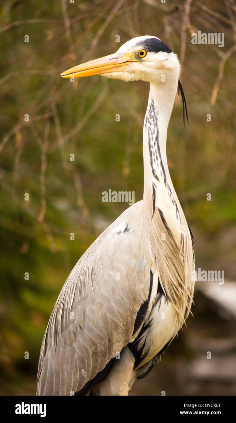 Herron bird hi-res stock photography and images - Alamy