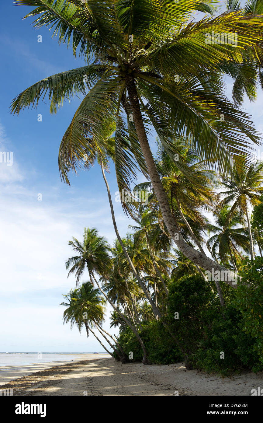 Palm trees with shadows on shore of tropical Brazilian beach Nordeste ...