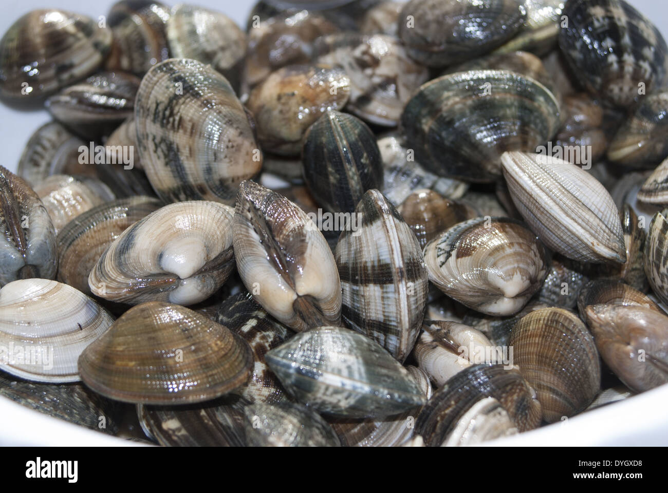 Diet of fish and clams hi-res stock photography and images - Alamy