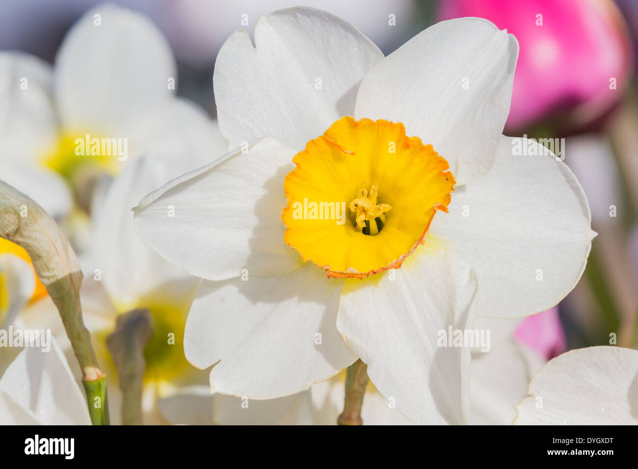Closeup trumpet daffodil white petals hi-res stock photography and ...