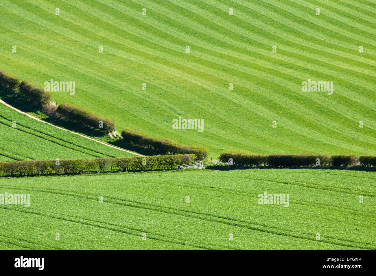 Fields with hedges hi-res stock photography and images - Alamy