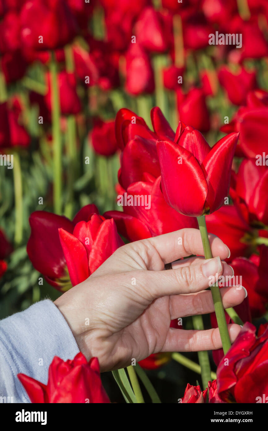 Beautiful purple tulips grouped together in a bright sunny day with a ...