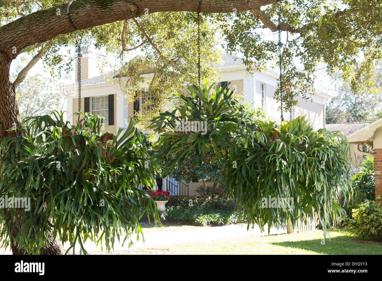 Staghorn Ferns Hanging from Tree in Residential Neighborhood, Tampa, FL ...