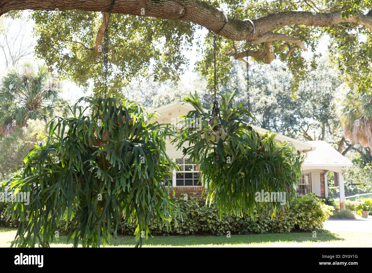 Staghorn Ferns Hanging from Tree in Residential Neighborhood, Tampa, FL ...