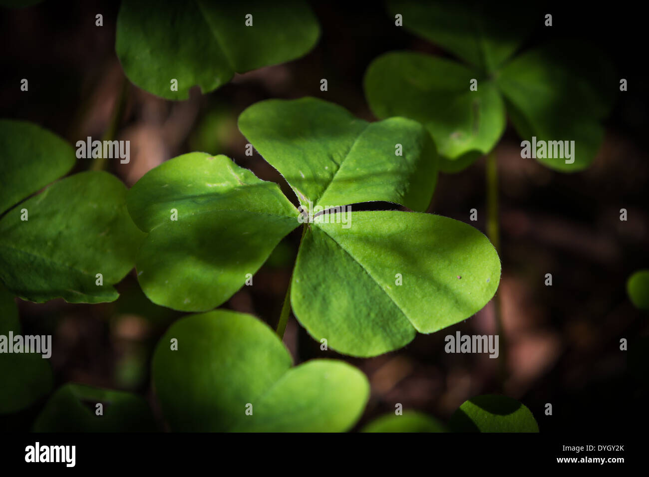 Oregon shamrock hi-res stock photography and images - Alamy