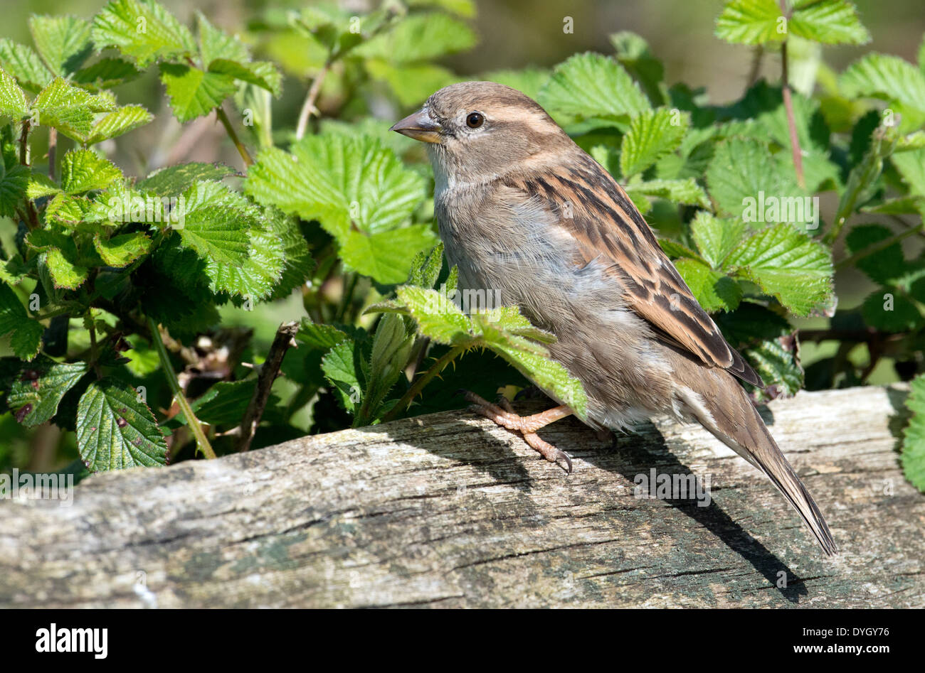 Female sparrow uk hi-res stock photography and images - Alamy