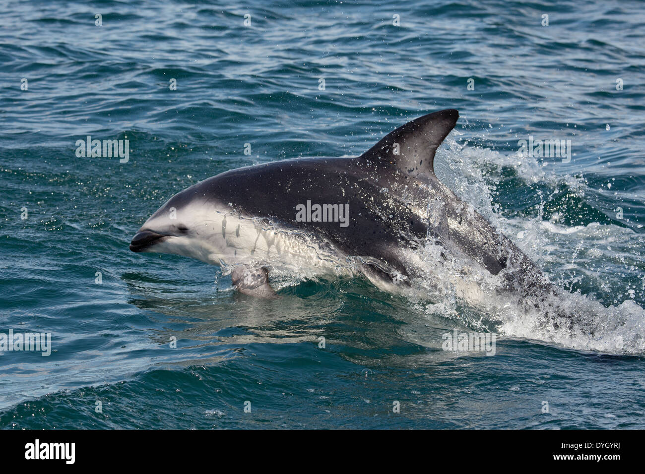 African Dusky dolphin (Lagenorhynchus obscurus obscurus), porpoising ...