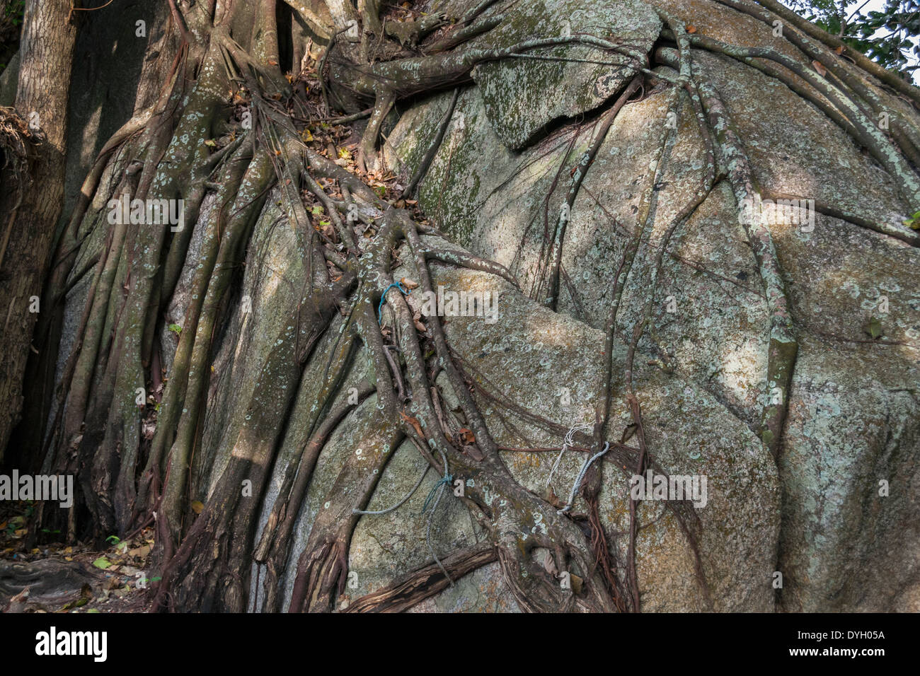 Roots growing over smooth granite boulders hi-res stock photography and ...