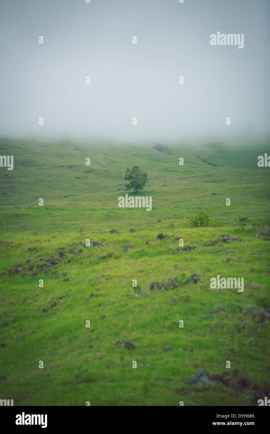 Mist misty green blue hi-res stock photography and images - Alamy