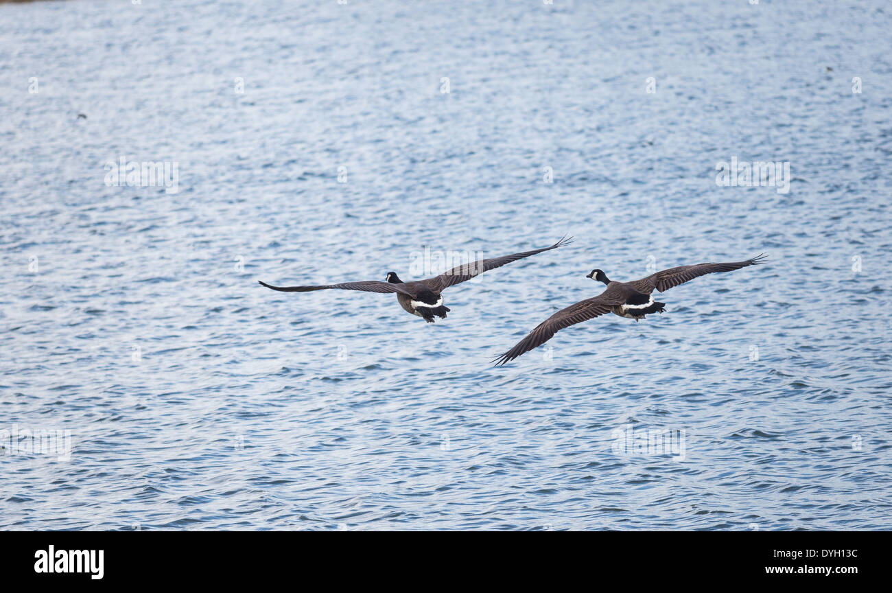 Canada goose flying over lake Stock Photo - Alamy