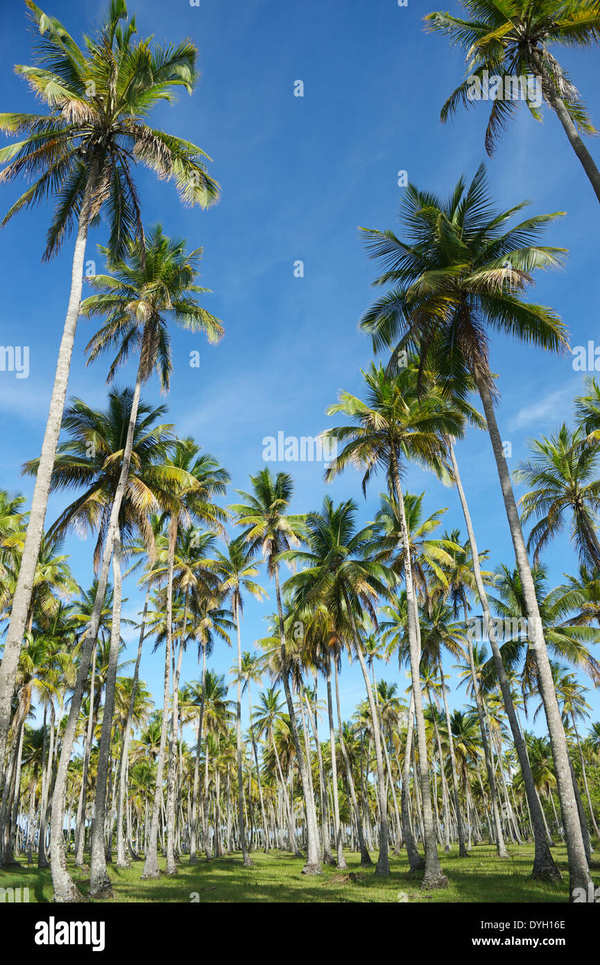 Grove of tall green coconut palm trees standing in bright blue tropical ...