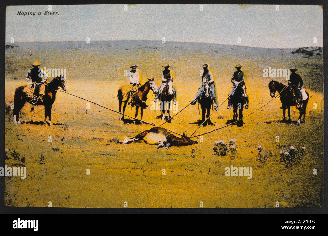 Cowboys Roping a Steer, Hand-Colored Photograph, circa 1925 Stock Photo ...