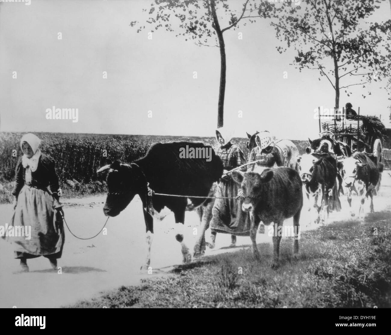 Peasants with Ox-Drawn Wagons, Soviet Union, 1930 Stock Photo - Alamy