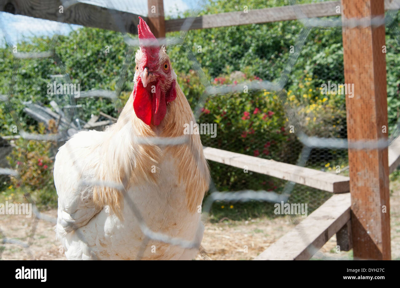 A farm raised chicken in an outdoor chicken coop Stock Photo - Alamy