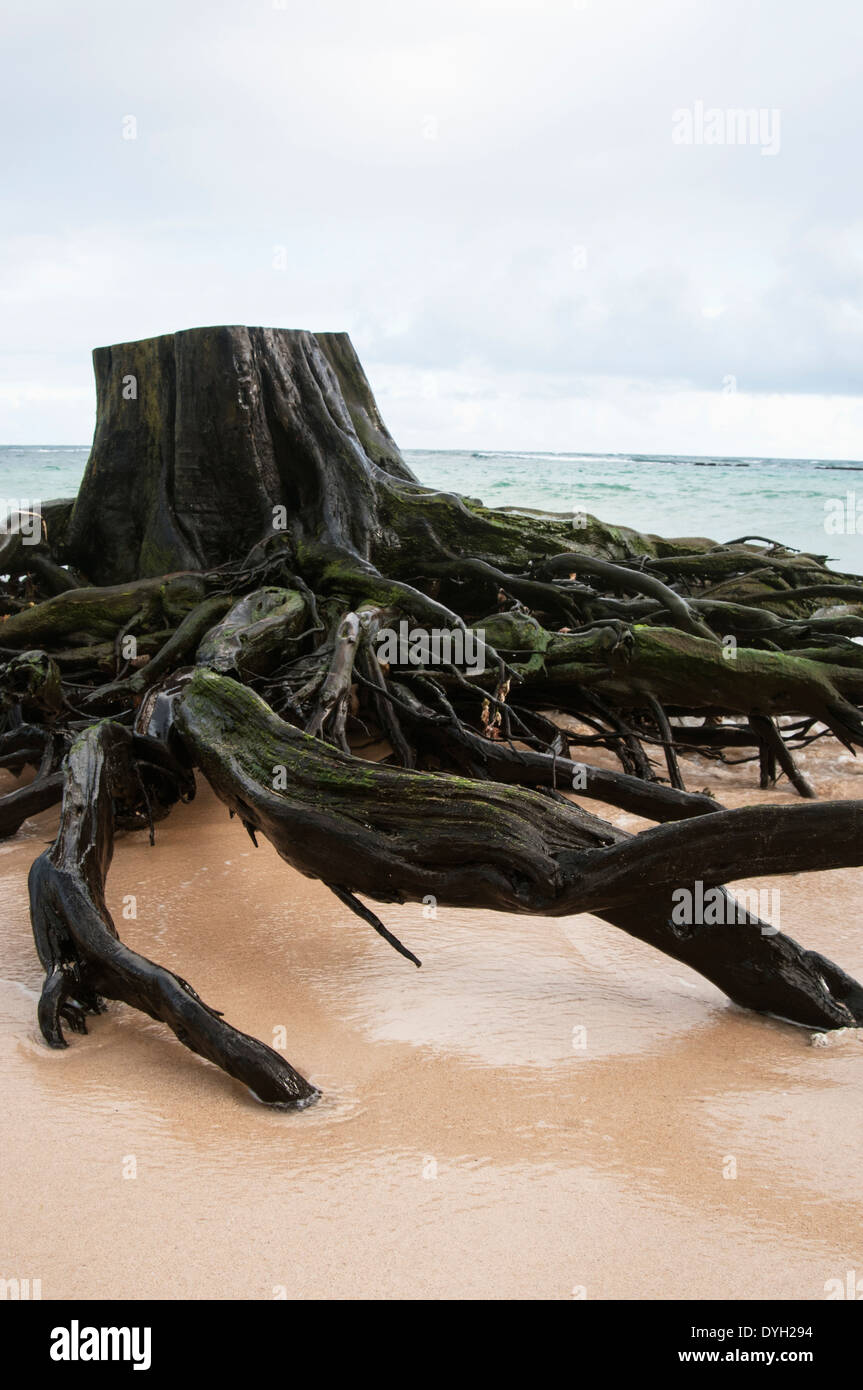 Beach tree stump hi-res stock photography and images - Alamy