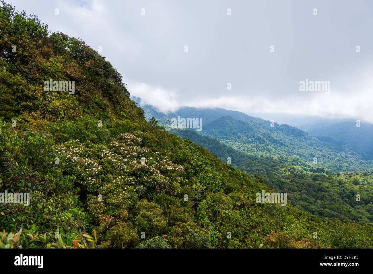Cloud-forest on the mountains. Monteverde, Costa Rica Stock Photo - Alamy